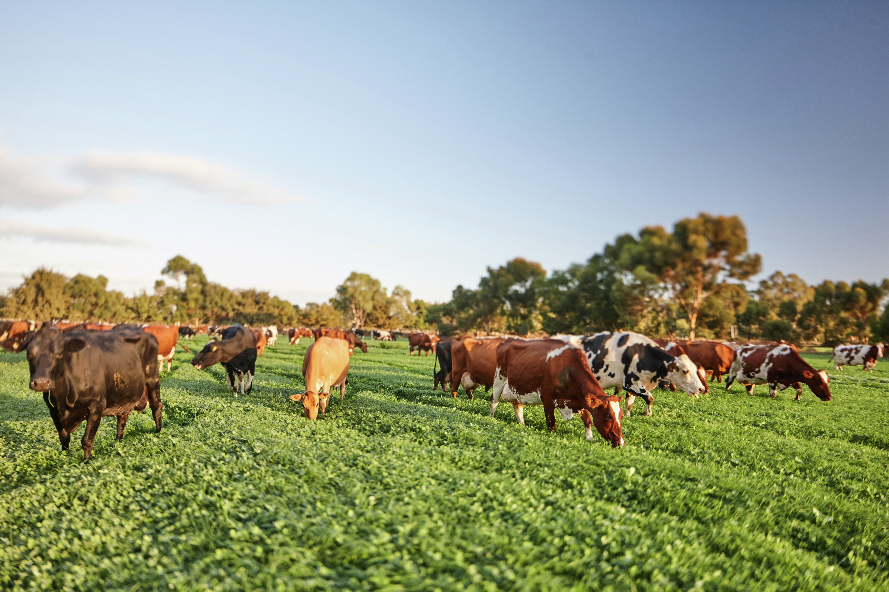 Does dairy farming contribute to global warming? | You Ask, We Answer